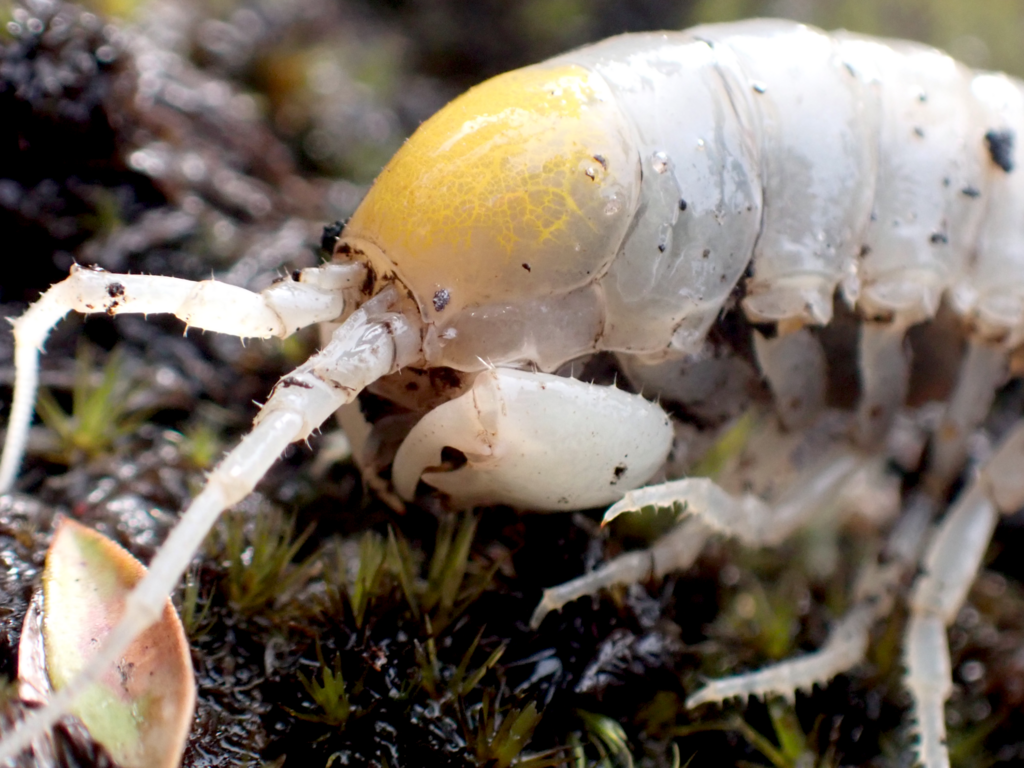 Phreatoicopsis raffae in September 2022 by Gen C · iNaturalist