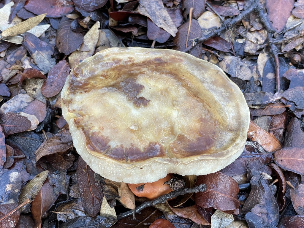 Beveled-cap Bolete in August 2022 by Jonathan Frank. Tylopilus cf ...