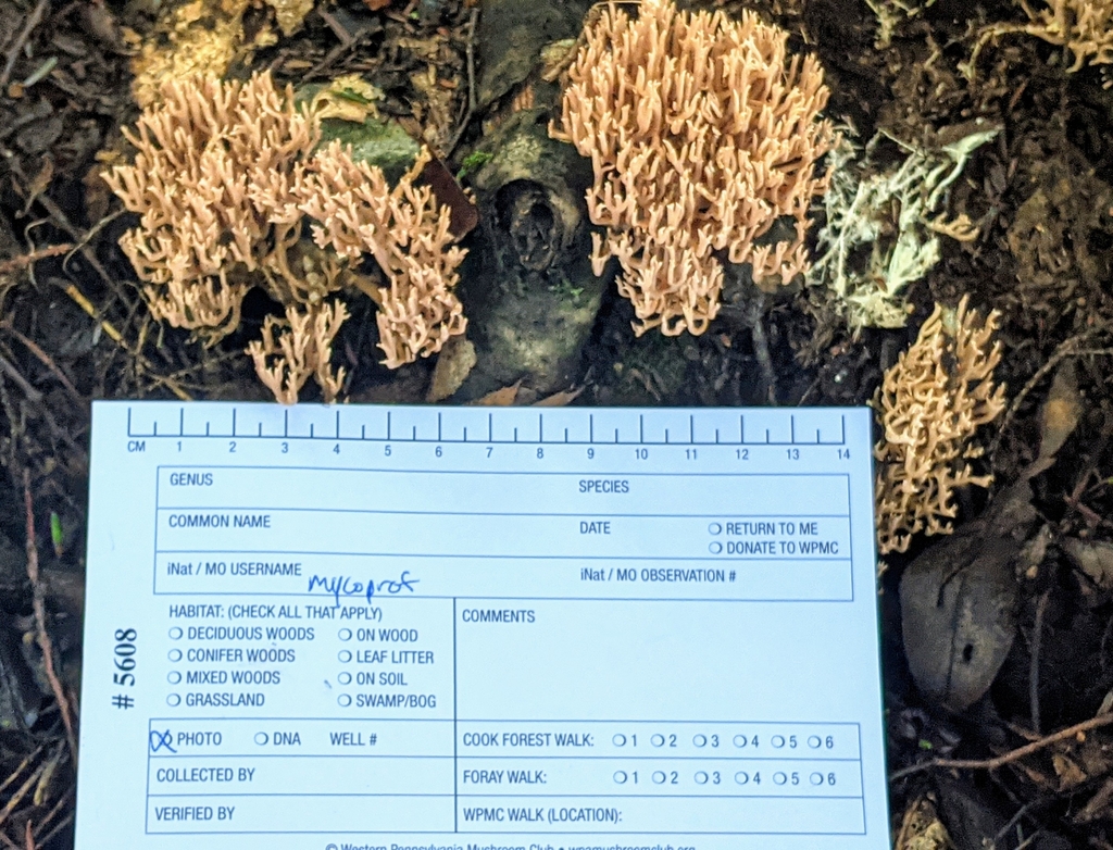 Ramaria rubella from Cooksburg, PA 16217, USA on September 23, 2022 at ...
