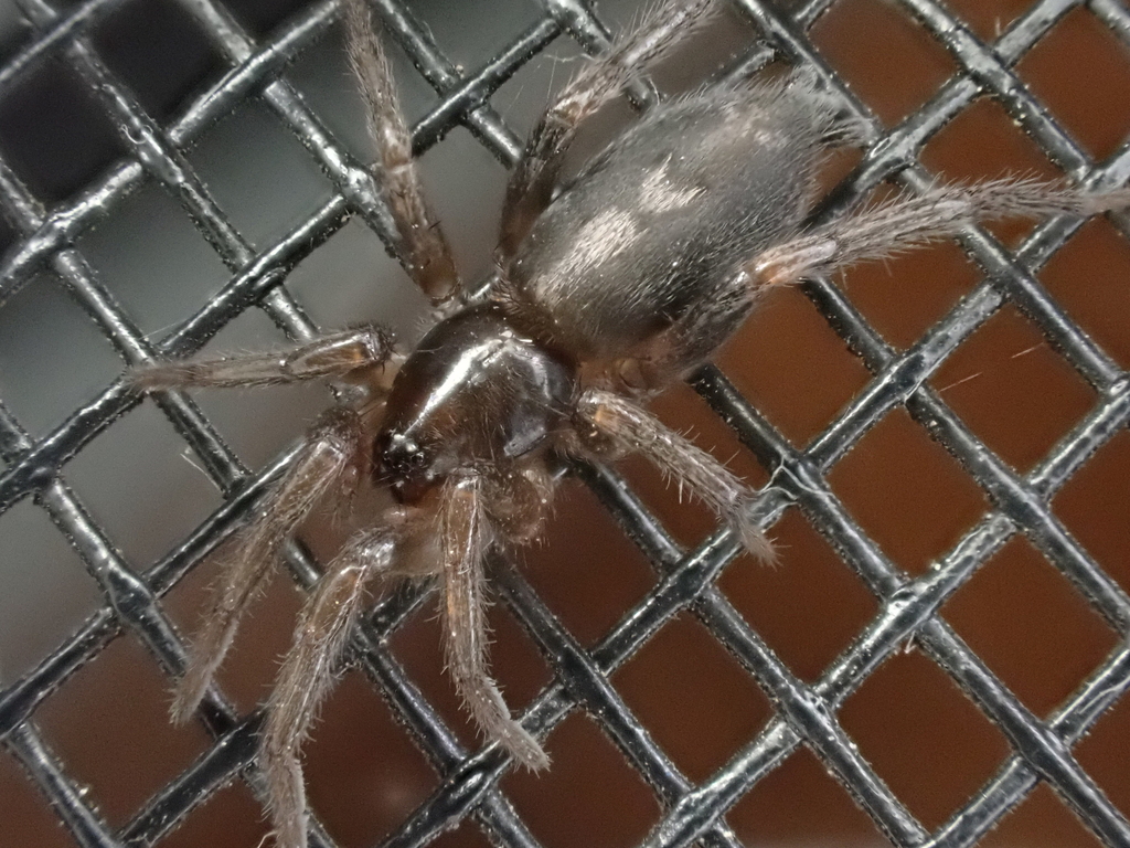 Eastern Parson Spider from South Cleveland, TN, USA on September 23 ...