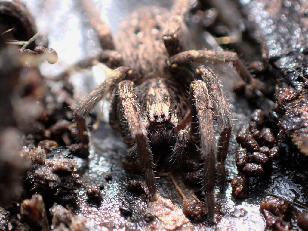 Little Tarantula from Halls Gap VIC 3381, Australia on September 23 ...