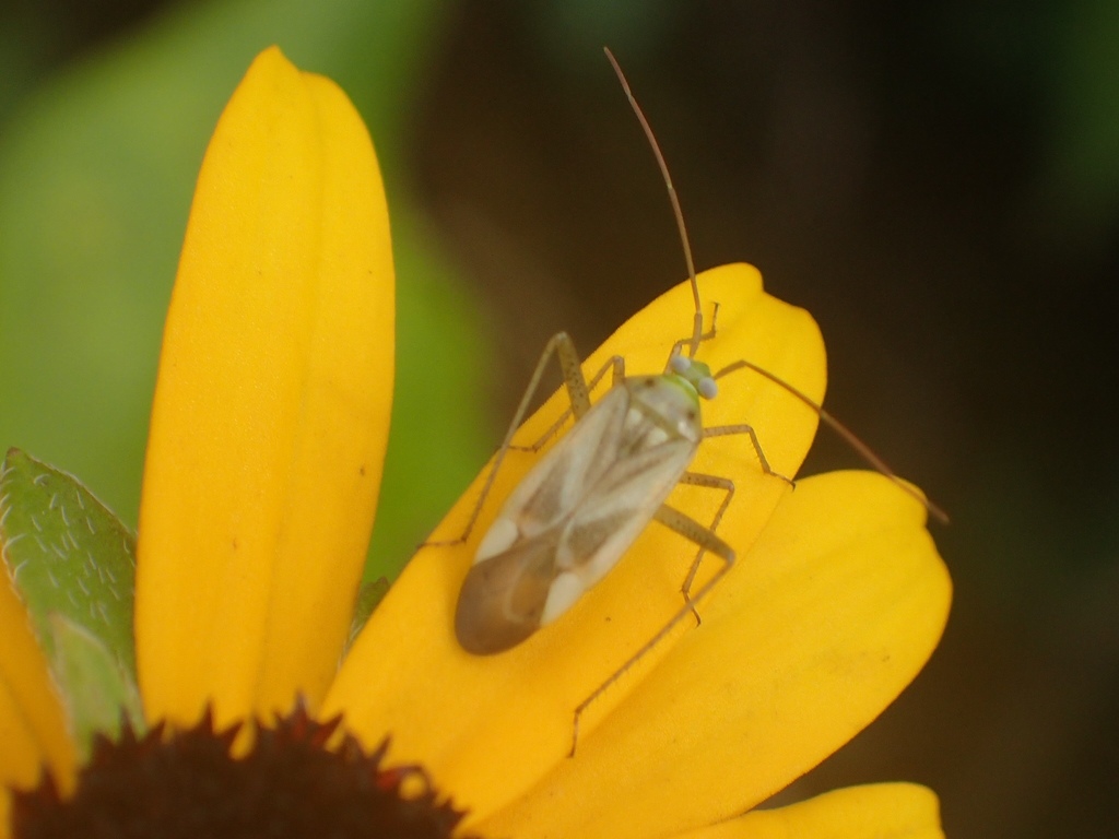 Alfalfa Plant Bug in August 2018 by Yann Kemper · iNaturalist