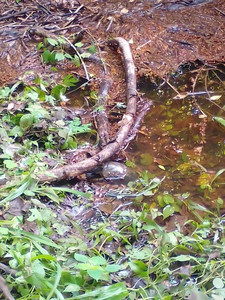 Mexican Mud Turtle from Zihuatanejo de Azueta, MX-GR, MX on July 14 ...