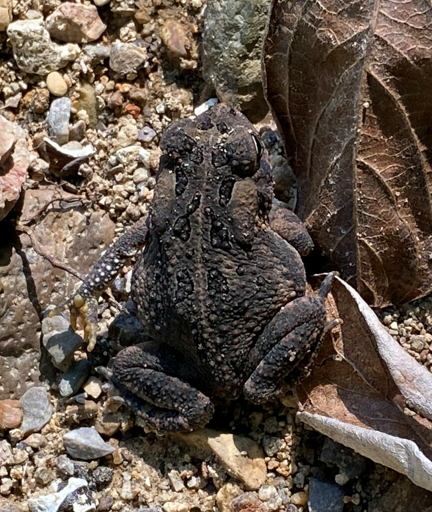 Fowler's Toad from Along Buck Creek, Helena, Shelby Co., AL, USA on ...