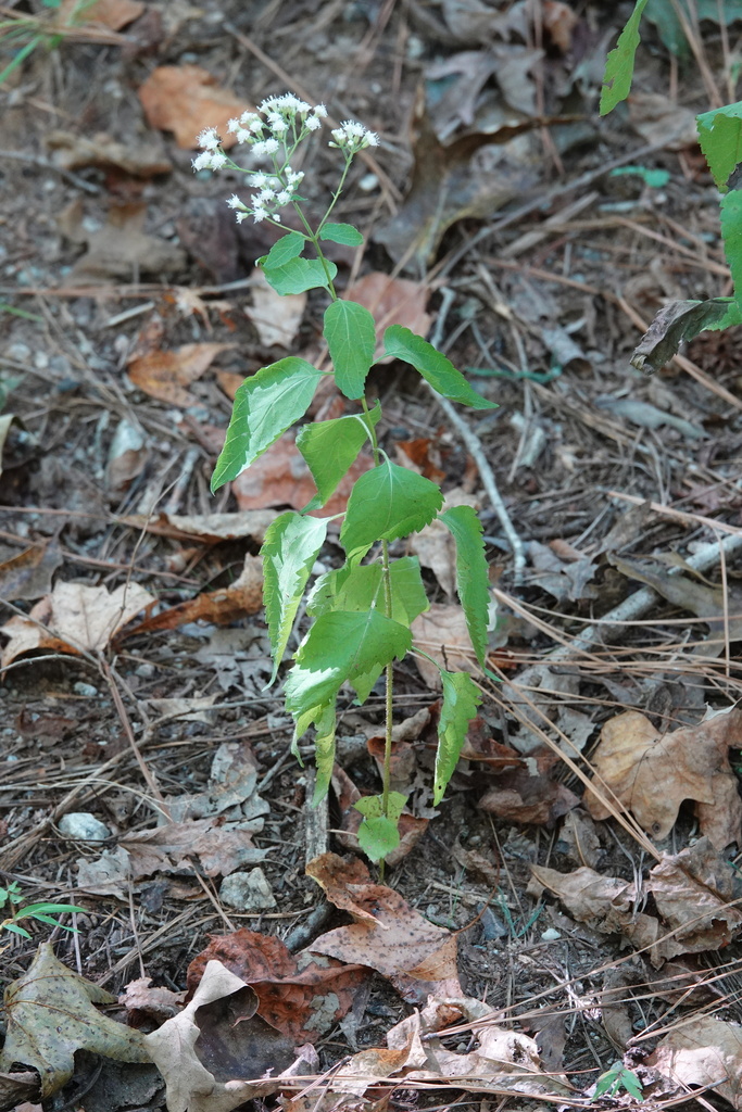 white snakeroot from Goochland County, VA, USA on September 23, 2022 at ...