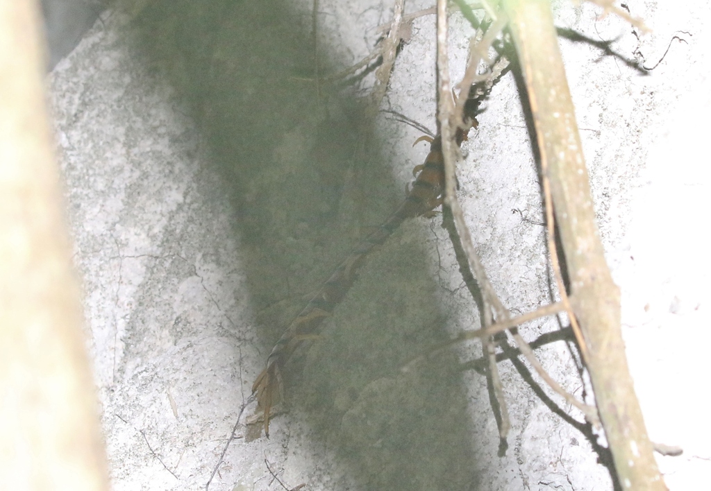 Caribbean Giant Centipede from Vinales, Cuba on April 24, 2022 at 10:20 ...