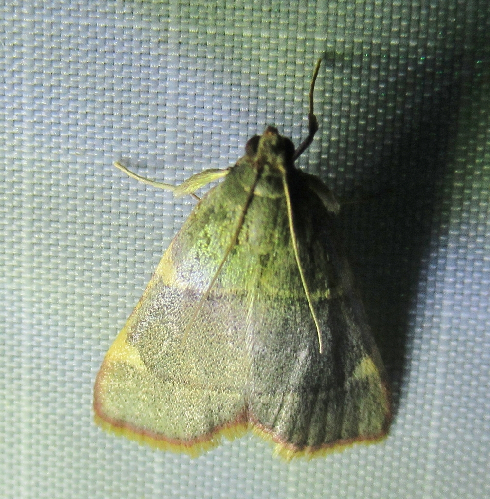 Pink-fringed Dolichomia Moth from Riverby Ranch, FM 79, Fannin County ...