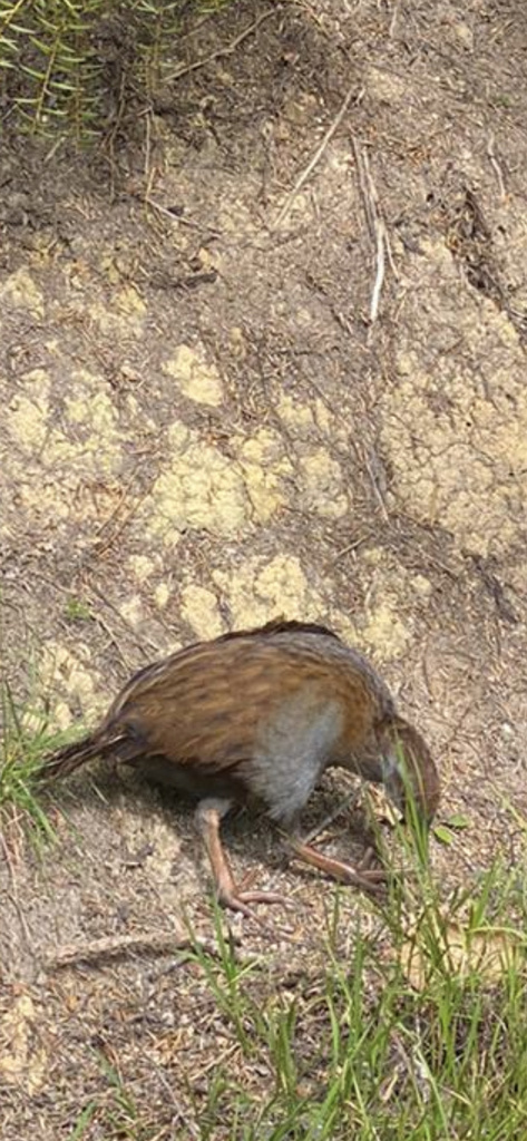 North Island Weka in September 2022 by curiouskmw · iNaturalist