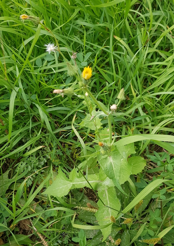 Common Sow-thistle from WX99+55X, Ulaanbaatar, Mongolia on September 21 ...