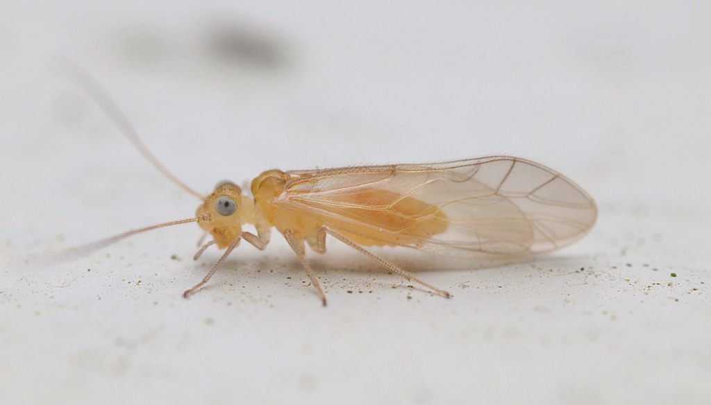 Lizard Barklice from Kaeo, New Zealand on September 23, 2022 at 06:42 ...