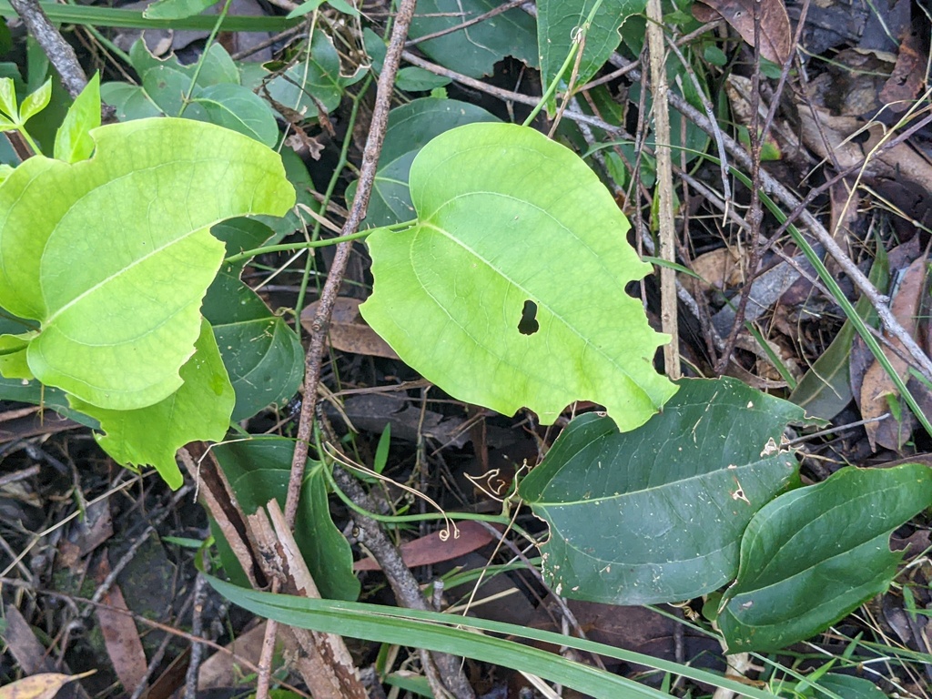 Austral Sarsaparilla from Valla NSW 2448, Australia on September 24, 2022 at 02:01 PM by ...
