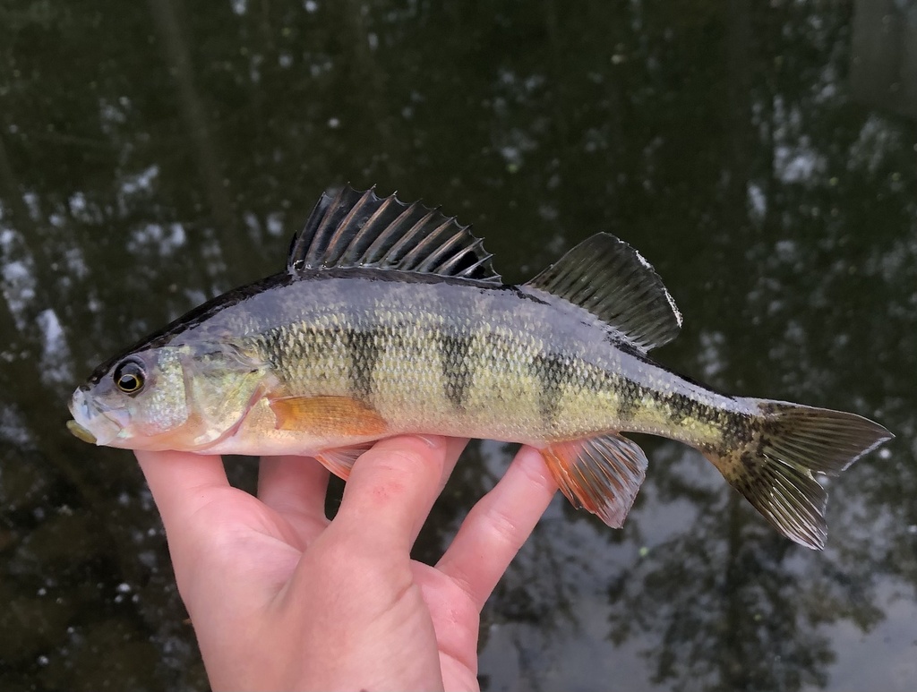Yellow Perch from Beaver Lake Rd, Saanich, BC, CA on September 23, 2022 ...