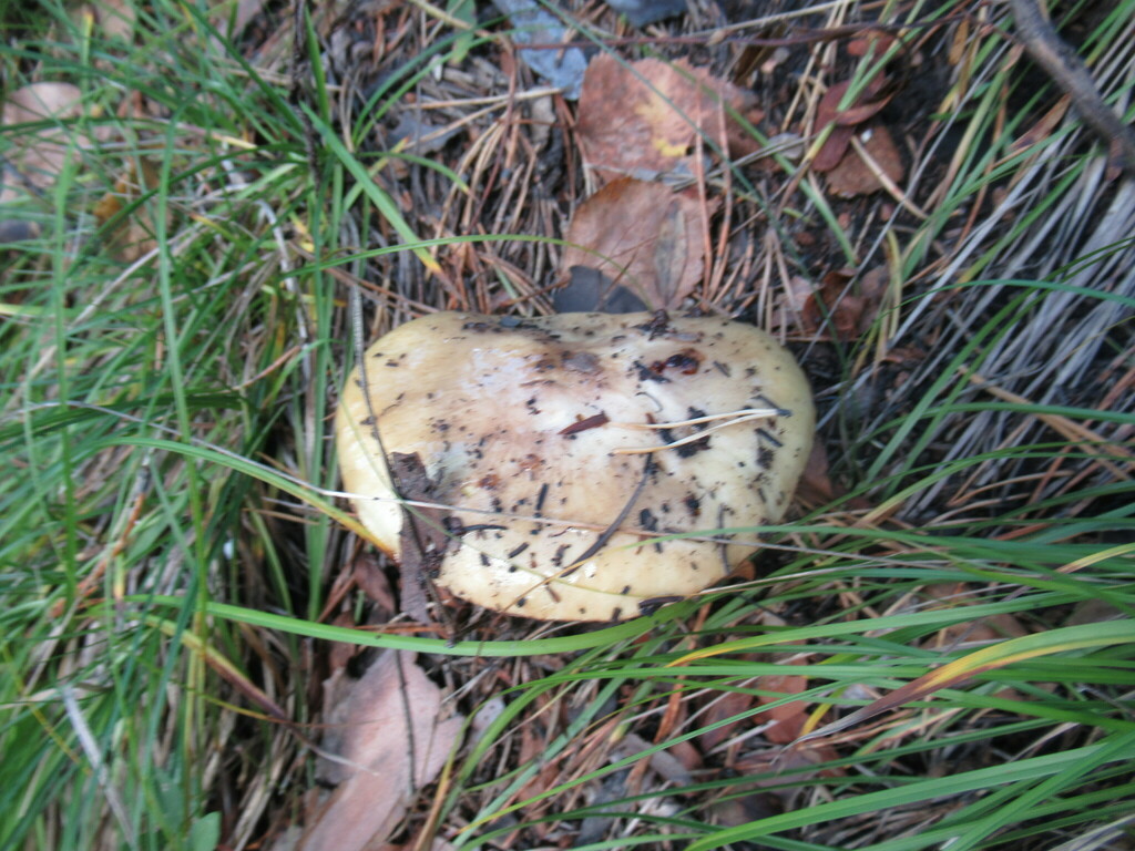 Suillus placidus from Черемховский р-н, Иркутская обл., Россия on ...