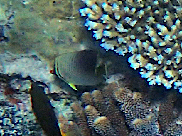 Eastern Triangle Butterflyfish from Coral Gardens, Flynn Reef, Cairns ...