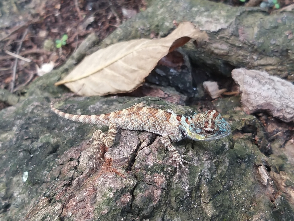 Vietnamese Blue Crested Lizard from QMFV+HHJ, Trương Định, Район 1 ...