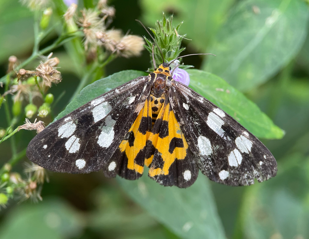 Nikaea from 浦口区, 南京市, 江苏省, CN on September 24, 2022 at 01:59 PM by ...