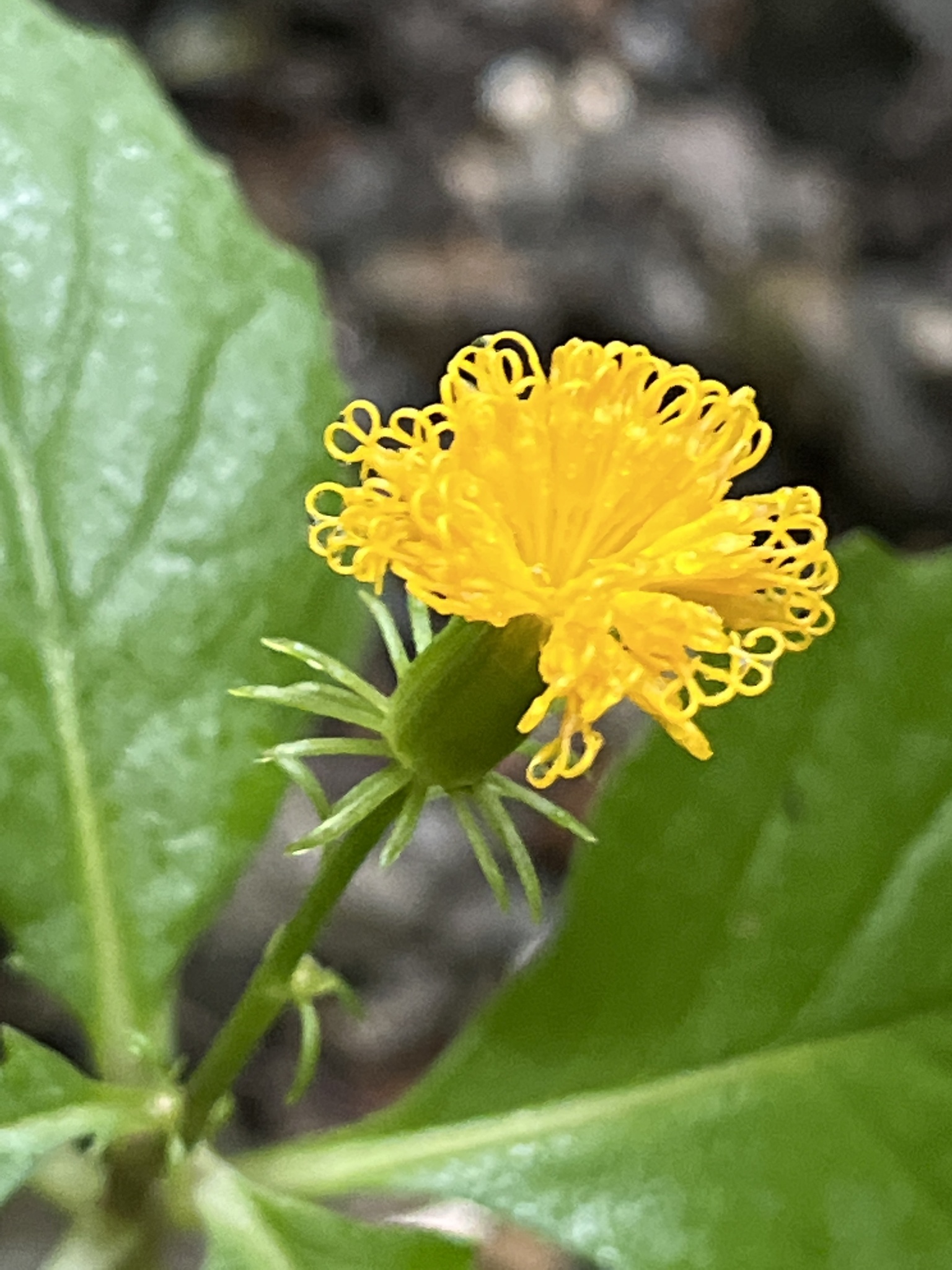 Gynura japonica (Thunb.) Juel