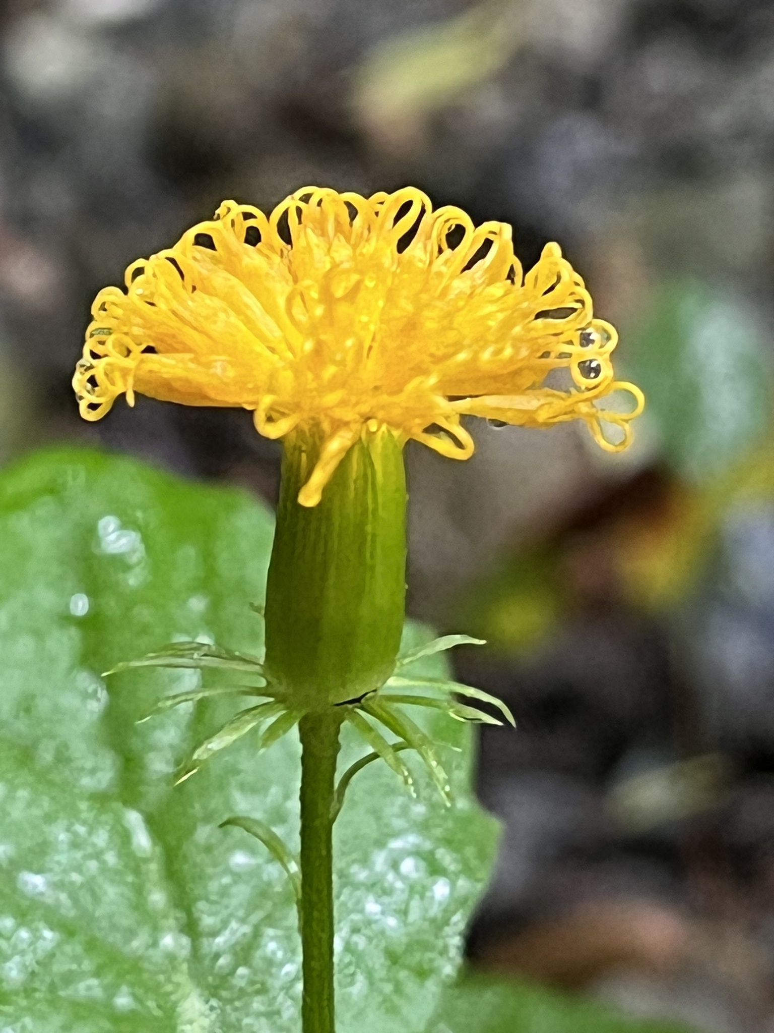 Gynura japonica (Thunb.) Juel