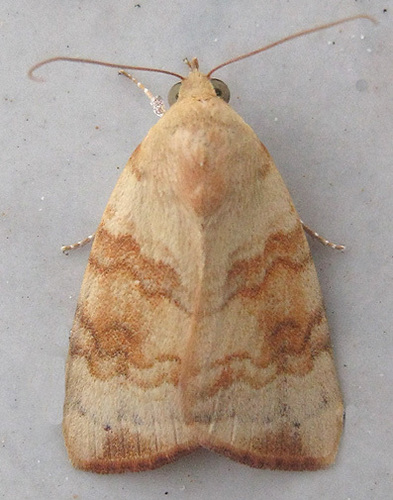 Mmopi garden Check List · iNaturalist Canada