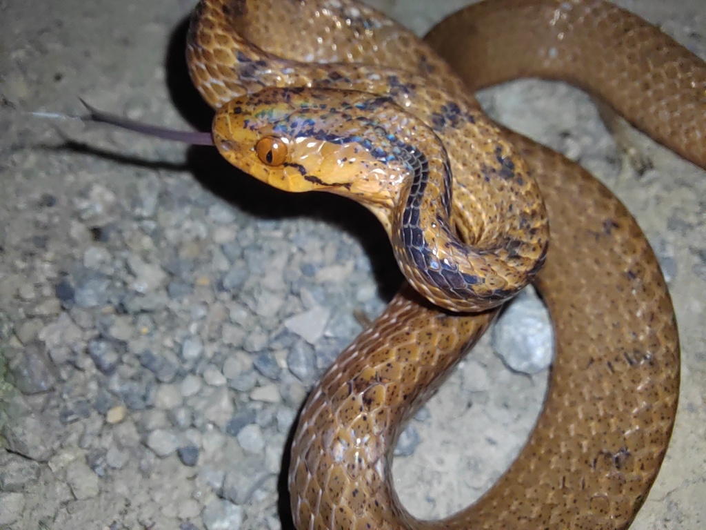 Boulenger's Slug Snake from 中国贵州省贵阳市开阳县 on July 13, 2022 at 09:14 PM by ...