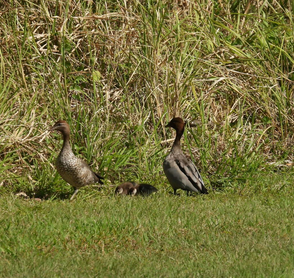 Australian Wood Duck from Brisbane QLD, Australia on September 24, 2022 ...
