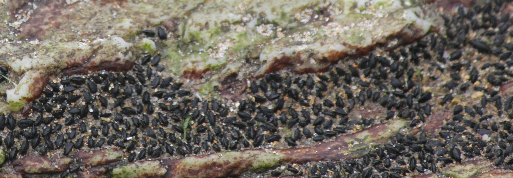 Xenostrobus pulex (Lamarck, 1819)