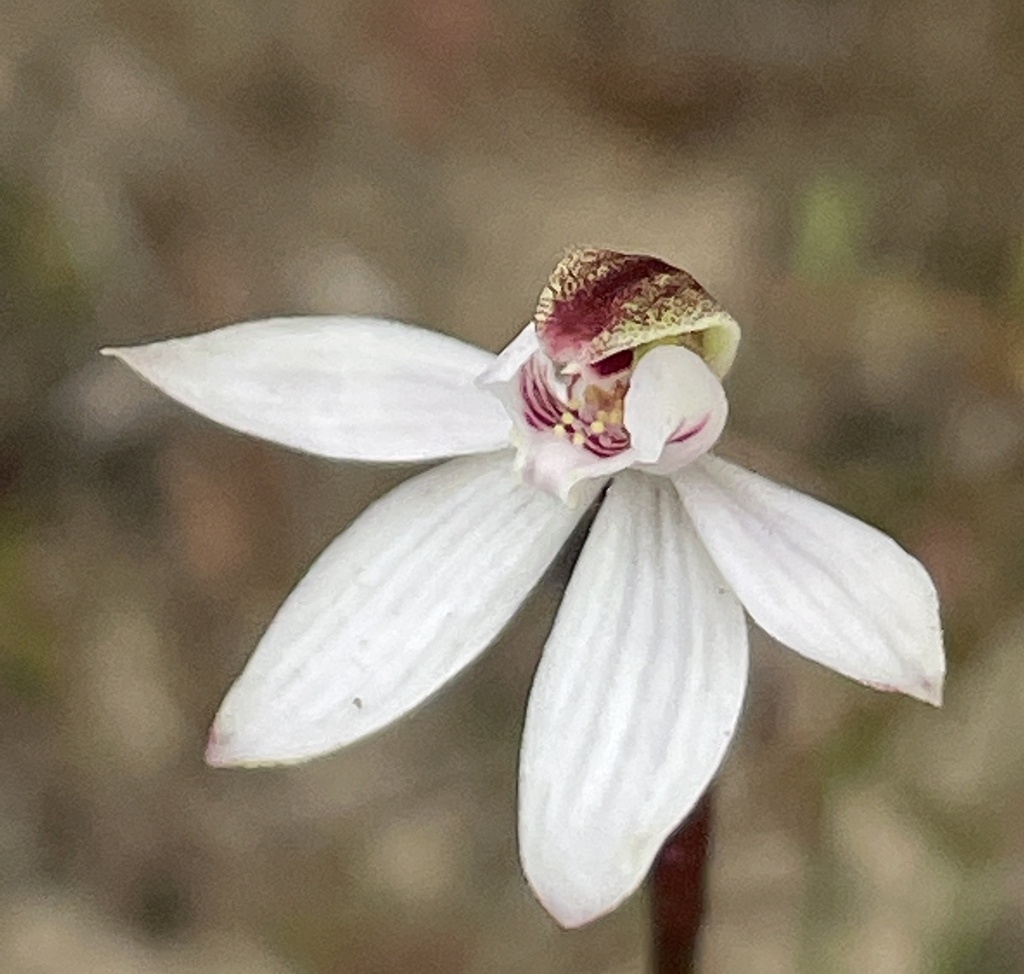 Dusky Fingers from North Rd, Langwarrin, VIC, AU on September 24, 2022 ...