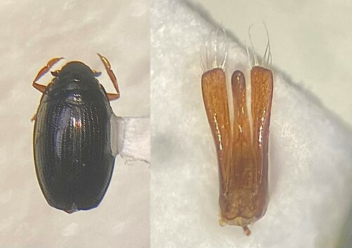 Gyrinus parcus · iNaturalist