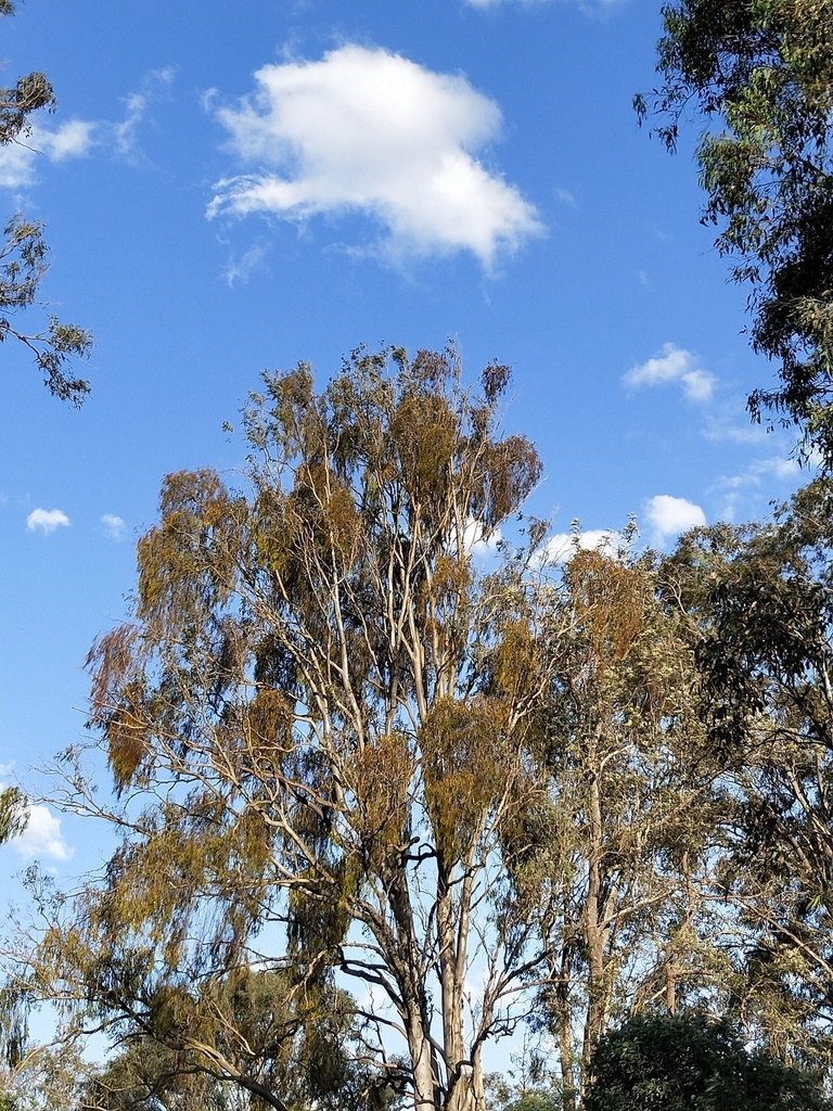 plants from Oxley QLD 4075, Australia on September 24, 2022 at 04:31 PM ...