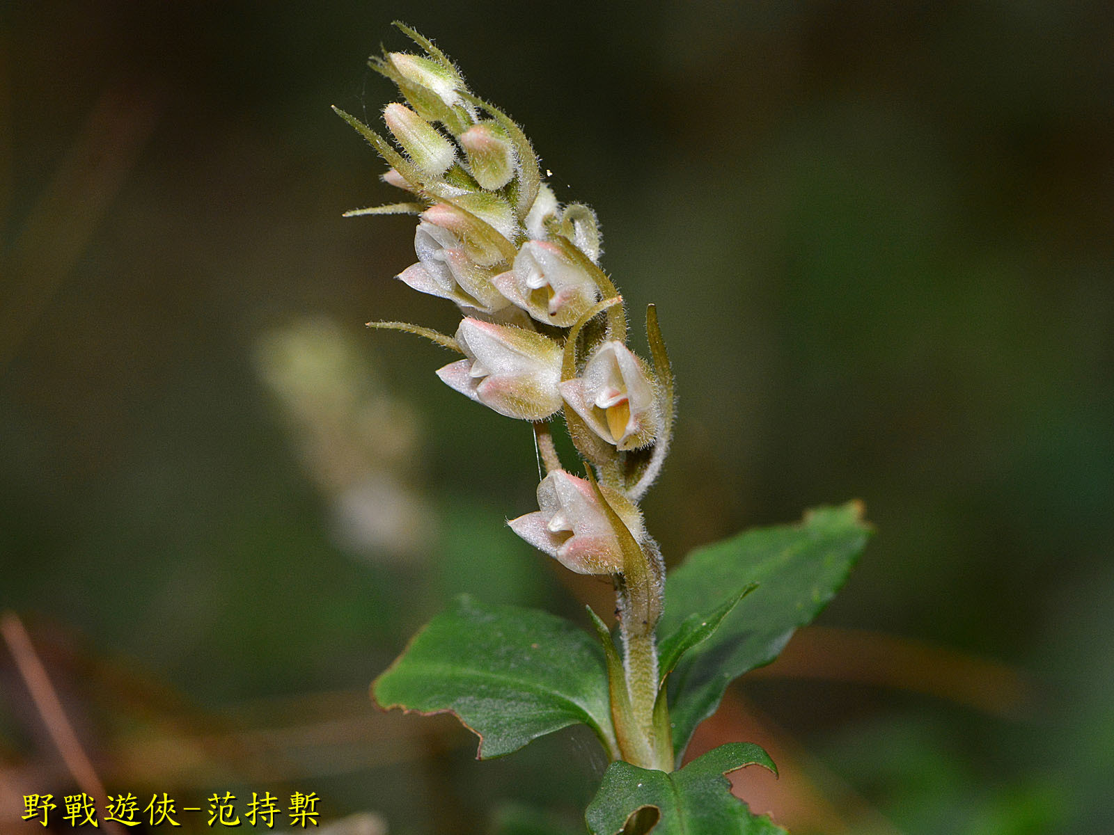 Goodyera foliosa (Lindl.) Benth. ex C.B.Clarke