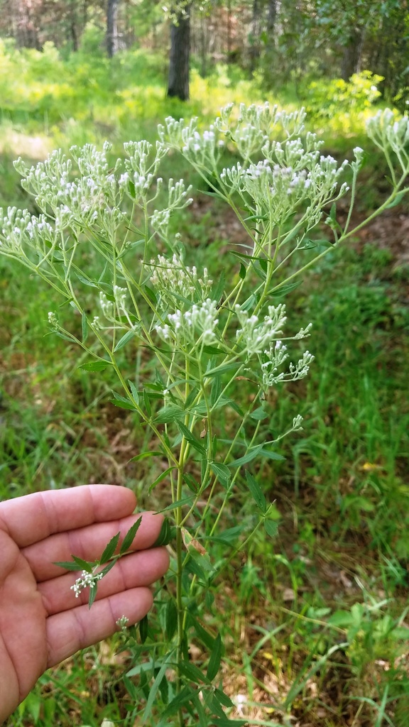 smallflower thoroughwort from Lamar, Texas, United States on August 08 ...