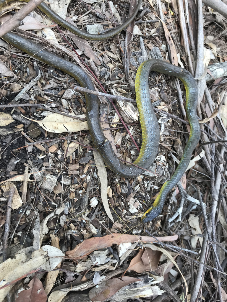 Common Tree Snake from Meadow Rd, Logan Reserve, QLD, AU on September ...