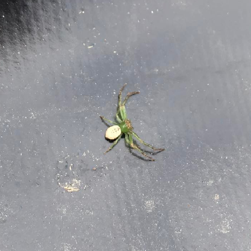 Diaea ambara from Phillipstown, Christchurch, New Zealand on September ...
