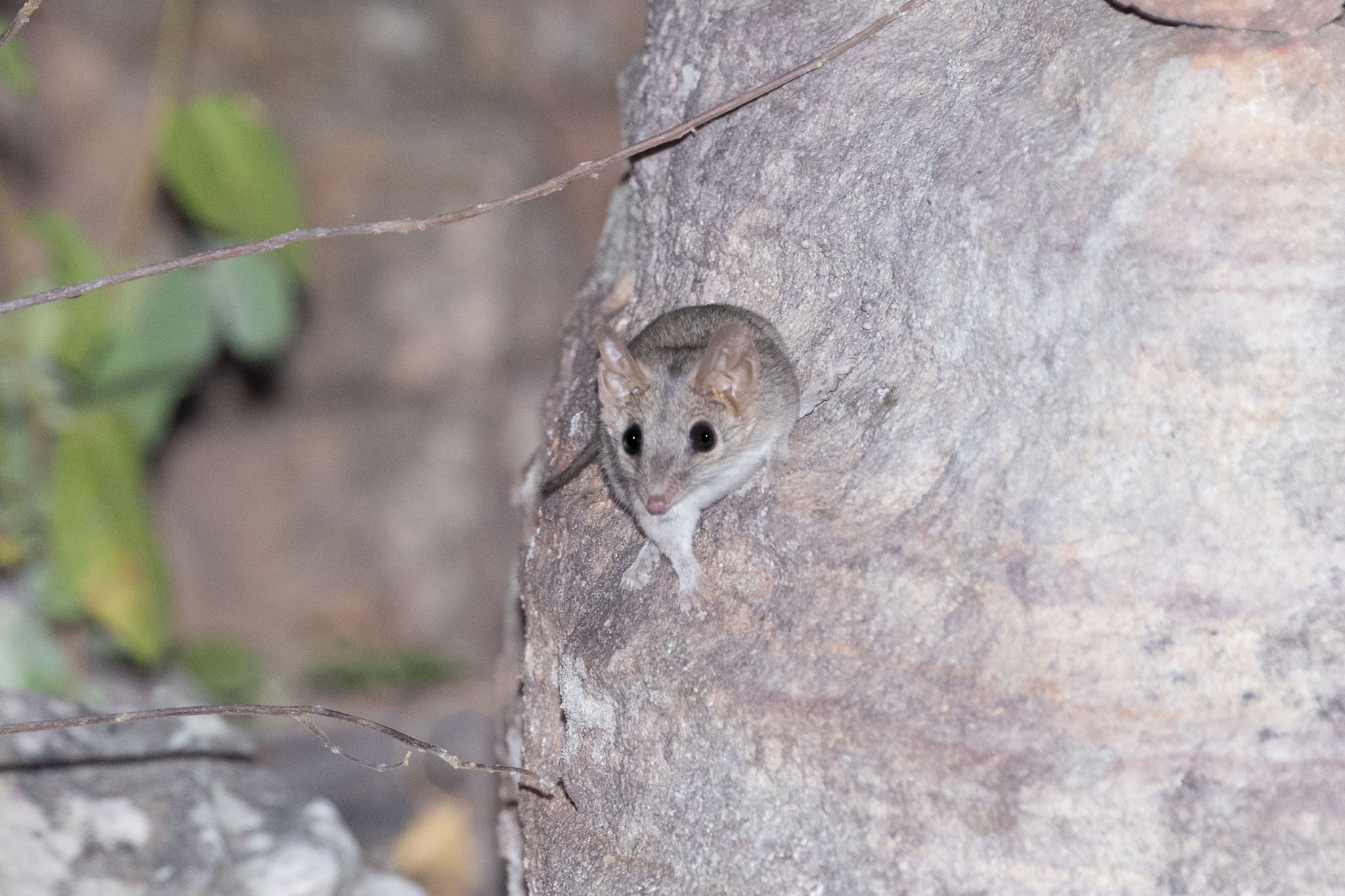 Pseudantechinus Tate, 1947