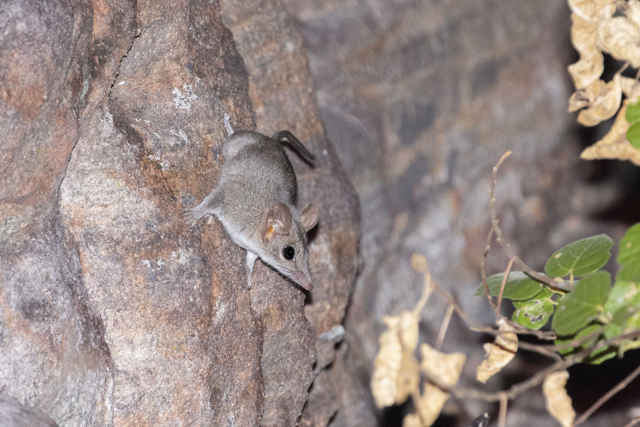 Pseudantechinus Tate, 1947