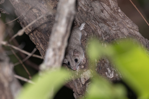 Antechinus bellus · iNaturalist Ecuador