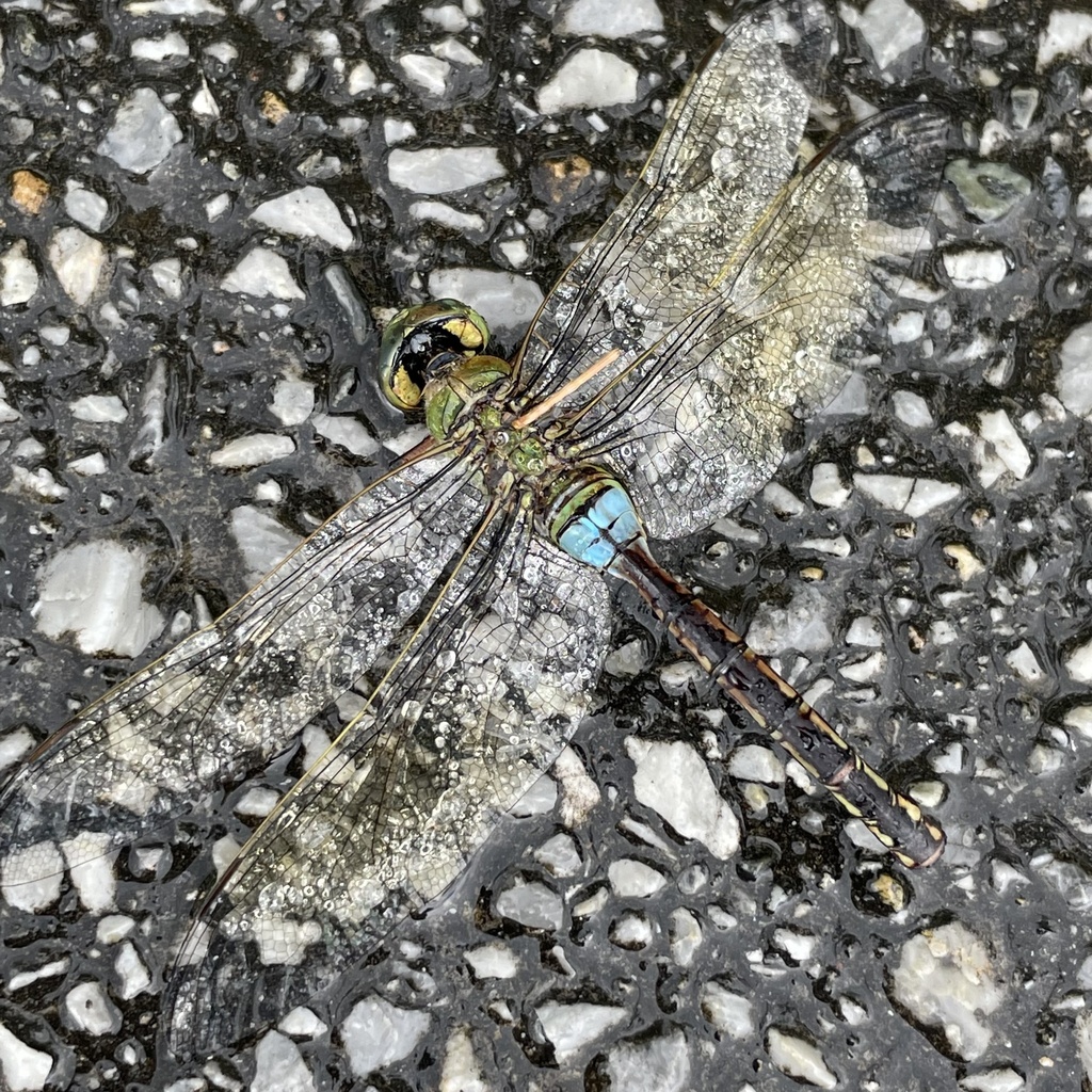 Anax julius from 国道449号, 名護市, 沖縄県, JP on September 24, 2022 at 01:53 PM ...