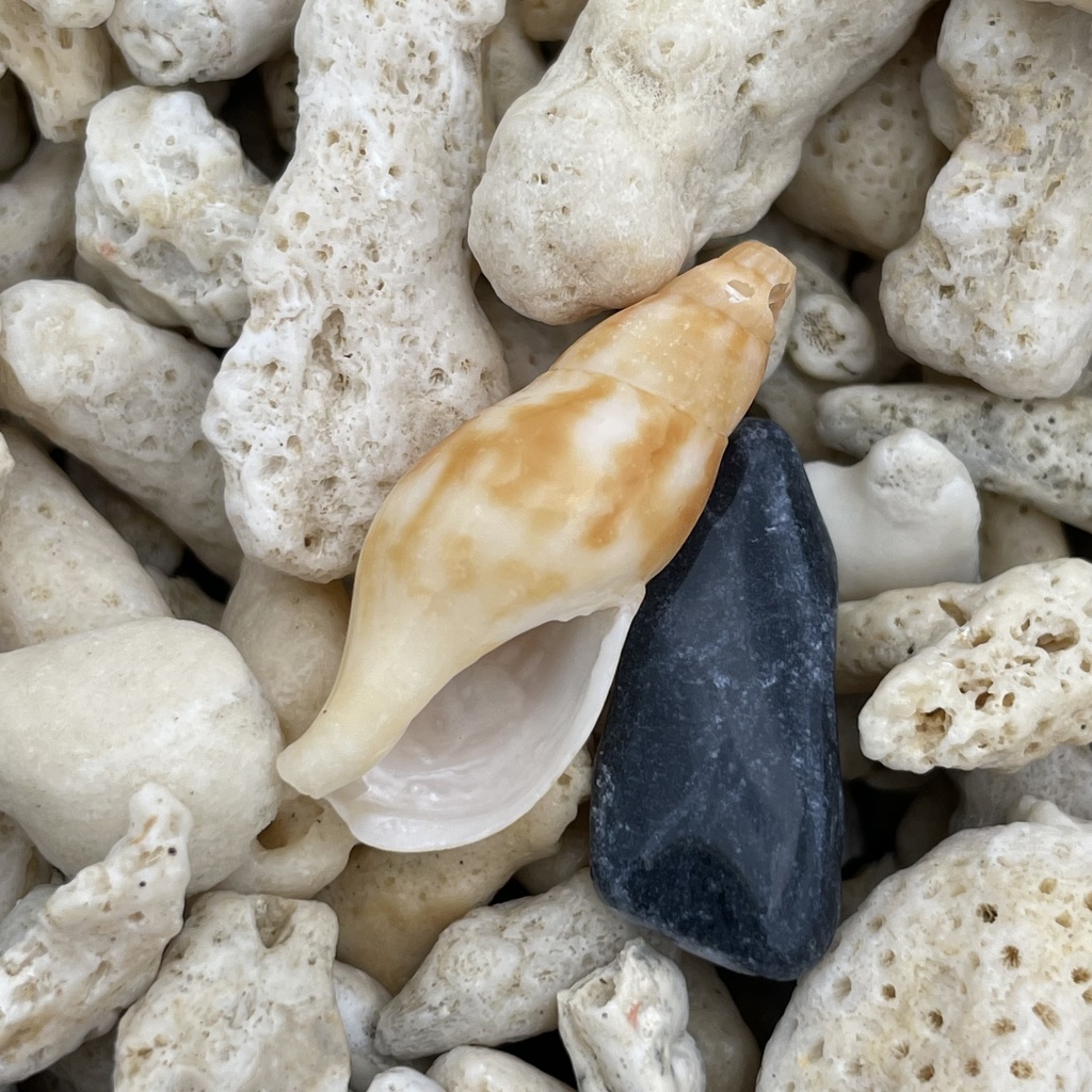 Pisania ignea from 国道449号, 沖縄県, JP on September 24, 2022 at 01:44 PM by Takaaki Hattori ...