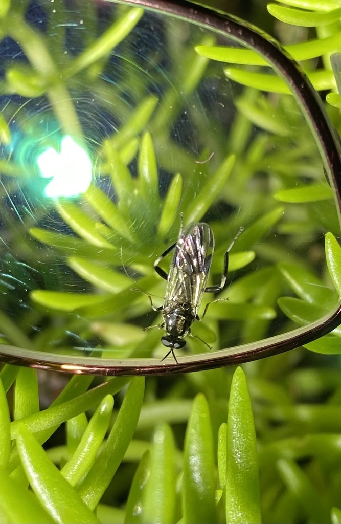 Garden soldier fly in September 2022 by rikef · iNaturalist