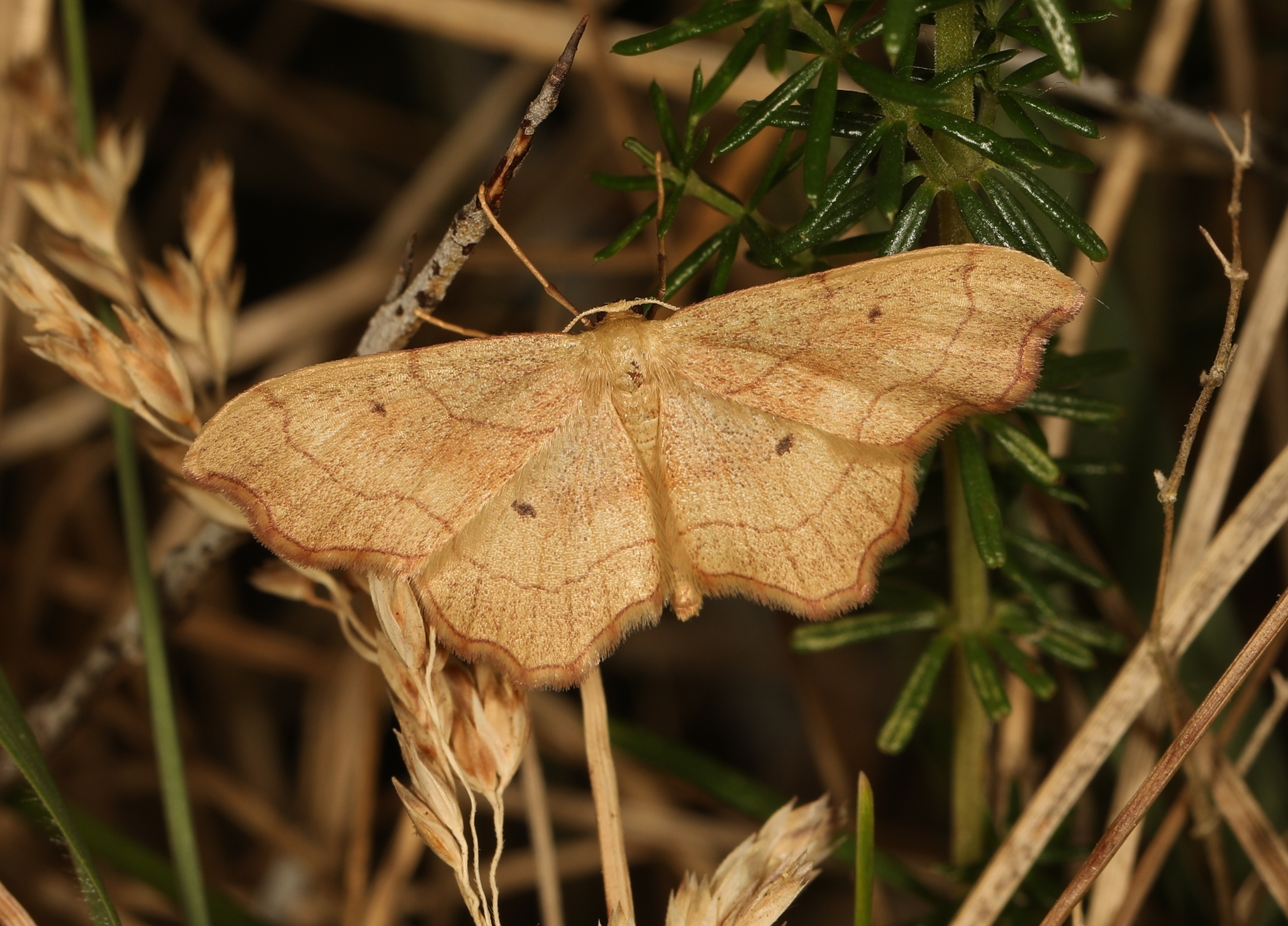 Idaea emarginata (Linnaeus, 1758)
