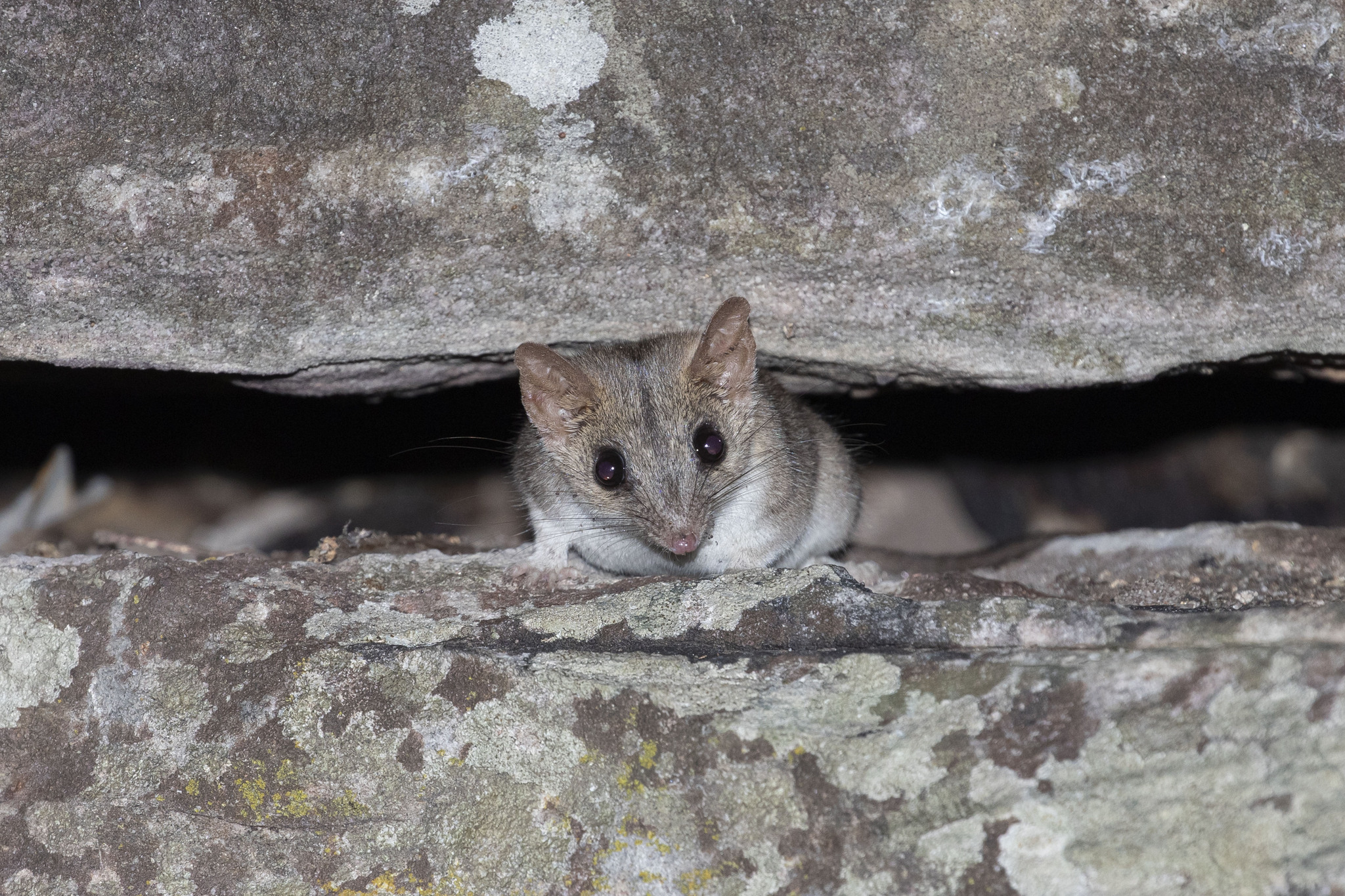Pseudantechinus Tate, 1947