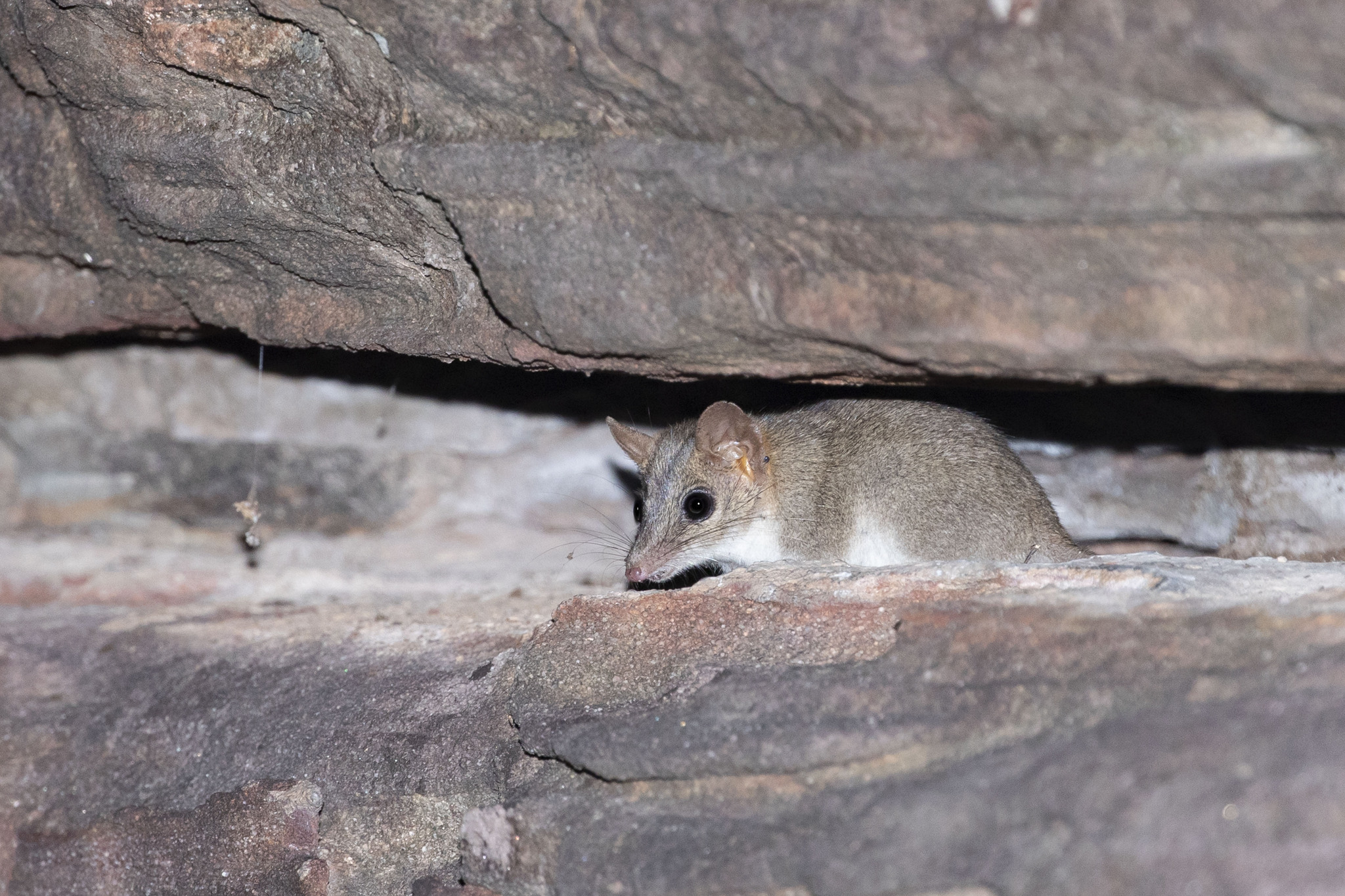 Pseudantechinus Tate, 1947