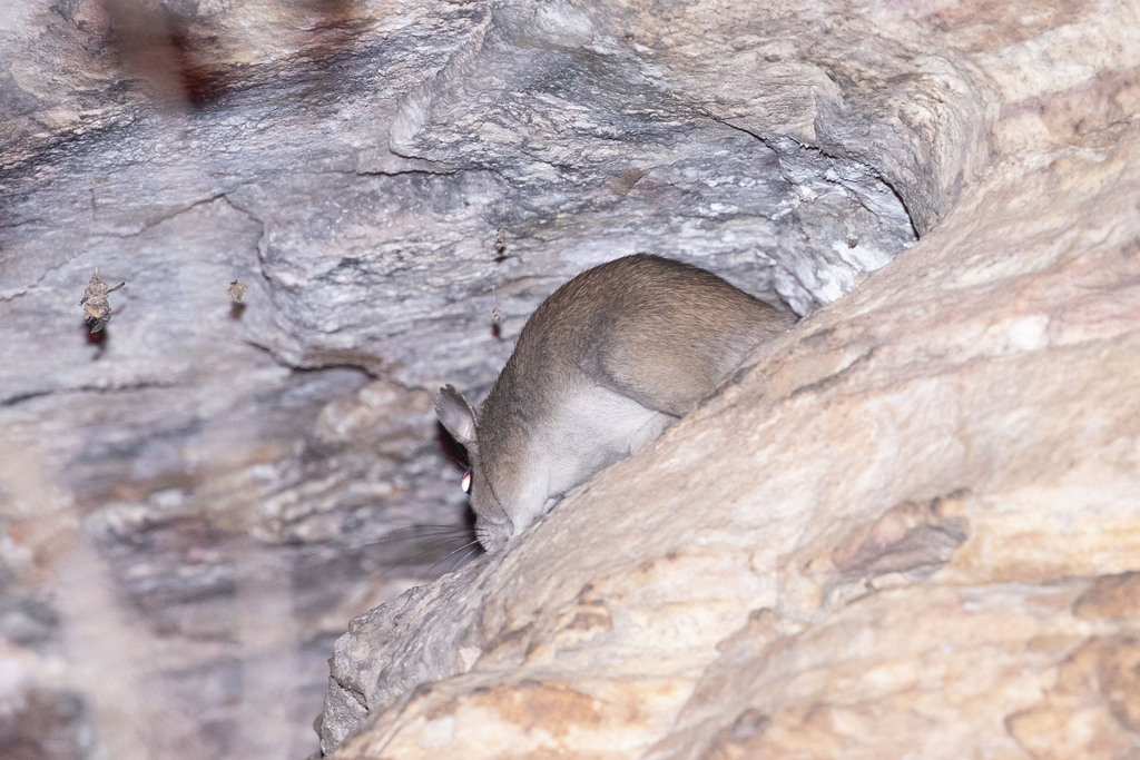 Arnhem Land Rock Rat in July 2022 by Isaac Clarey · iNaturalist