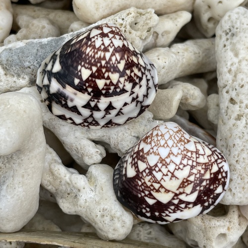 Dark Pitar Venus (Lioconcha fastigiata) · iNaturalist