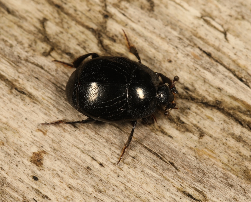 Saprinus semistriatus from 59670 Oxelaëre, France on July 5, 2022 at 07 ...