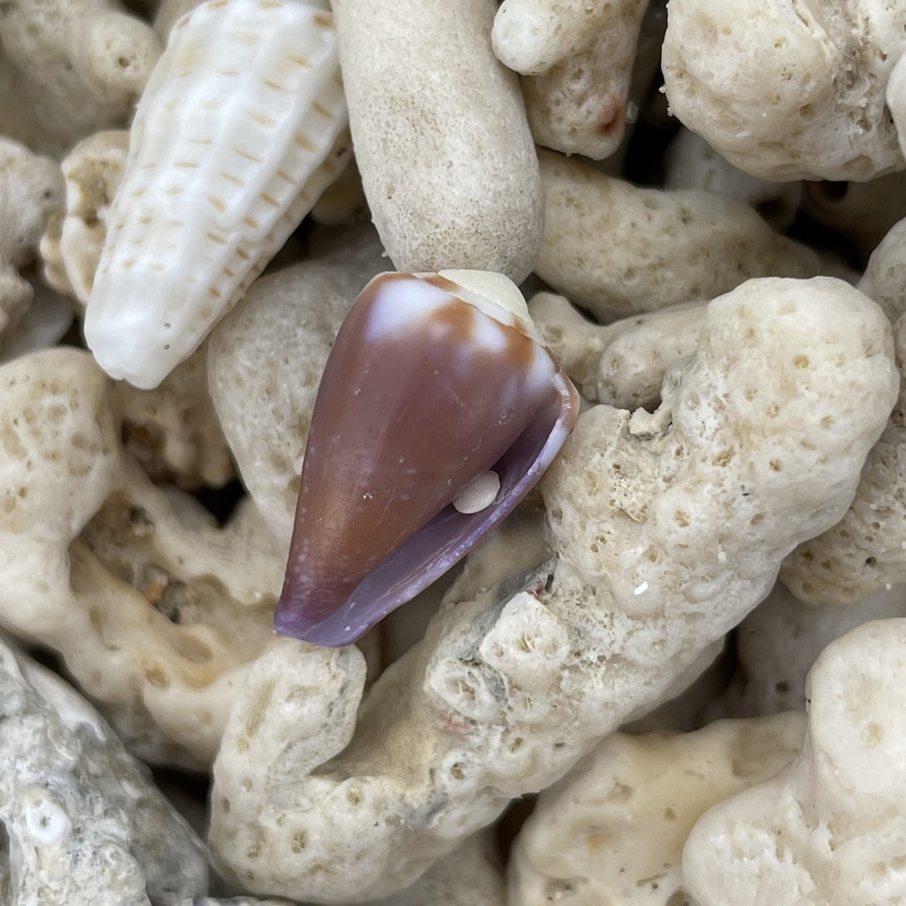 Rat Cone from 安和, 沖縄県, JP on September 24, 2022 at 12:50 PM by Takaaki ...