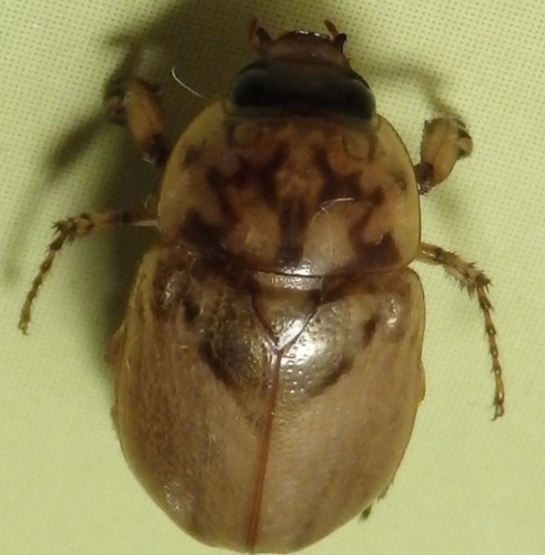 Cyclocephala quercina · iNaturalist