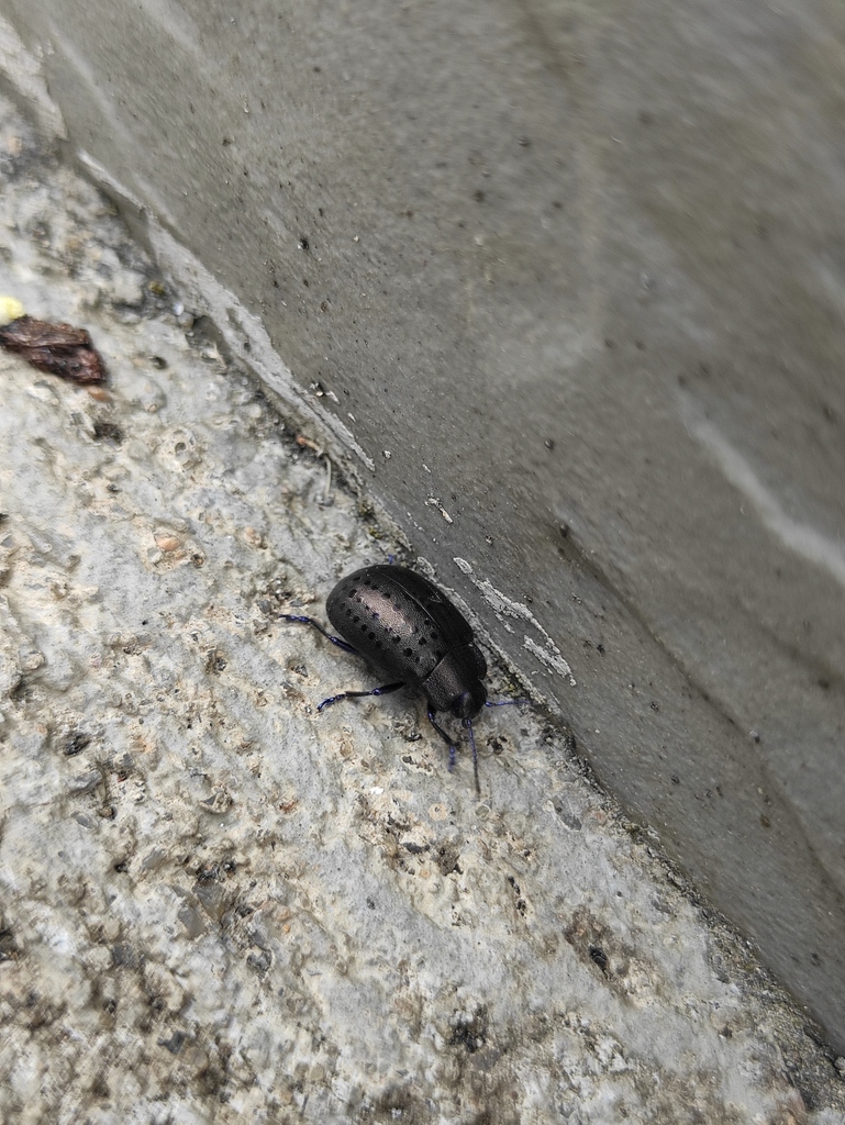 Chrysolina exanthematica from Lianhua County, Pingxiang, Jiangxi, China ...