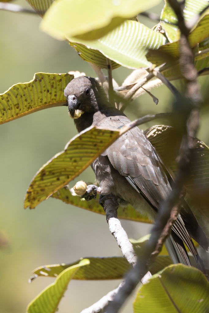 Seychelles Parrot in September 2022 by Paulo Caseirito · iNaturalist