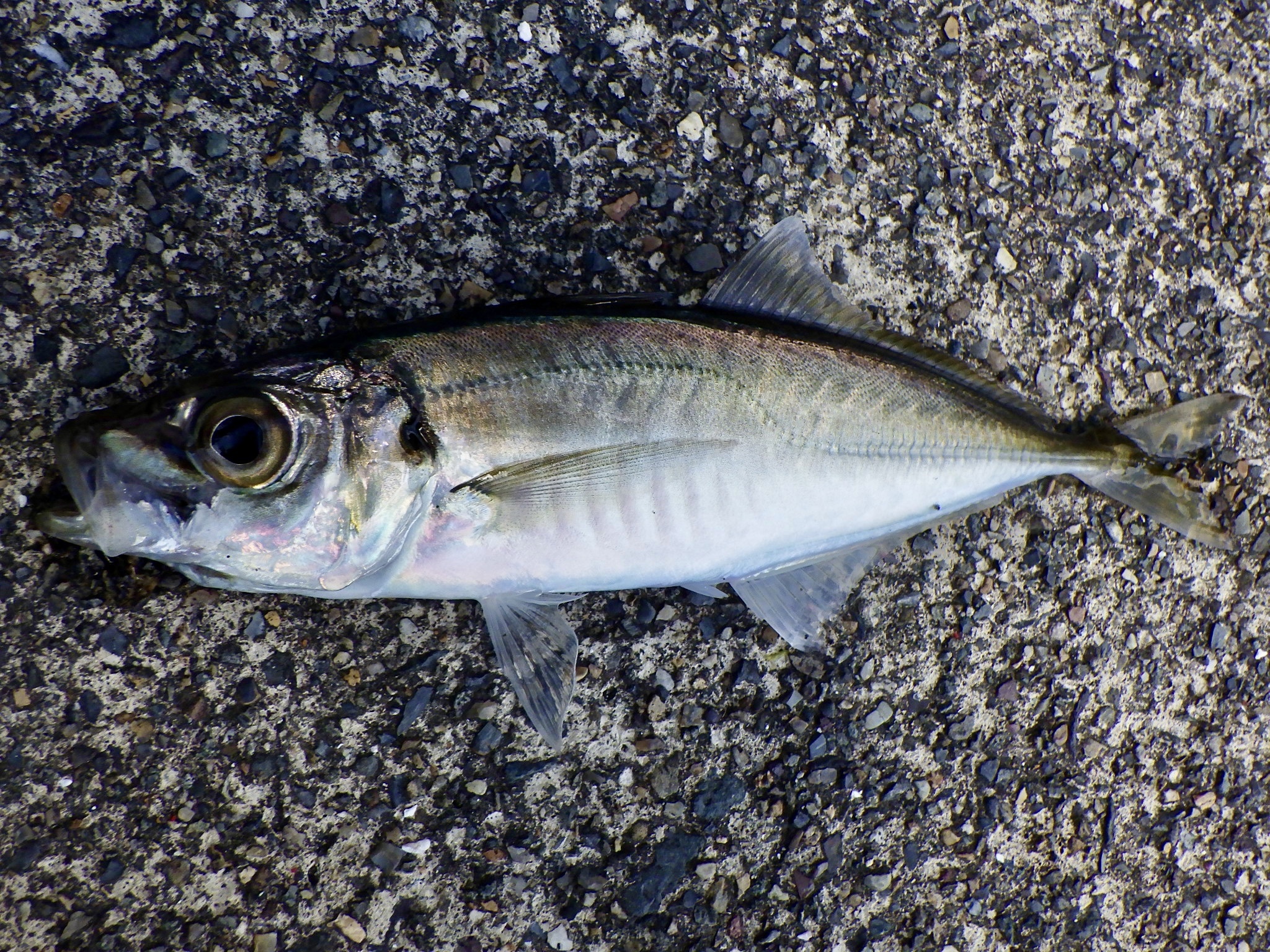 Trachurus japonicus (Temminck & Schlegel, 1844)